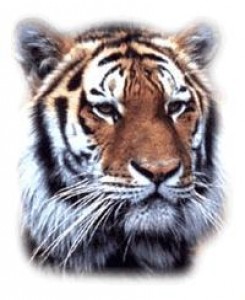 Kočičky, to je moje - Referáty - Tygr